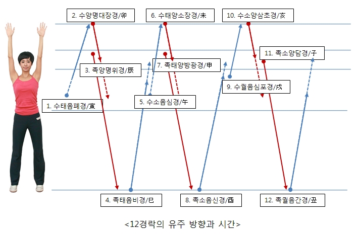 1경락경혈의 작동원리 213 경락작용 경락작용과 시간의 상호관계 생체리듬 천식·편두통·알레르기 발작 시간 따로