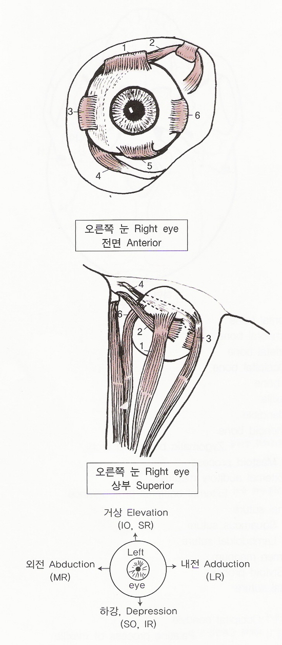 안와 주위의 근육extraocular Muscles 네이버 블로그