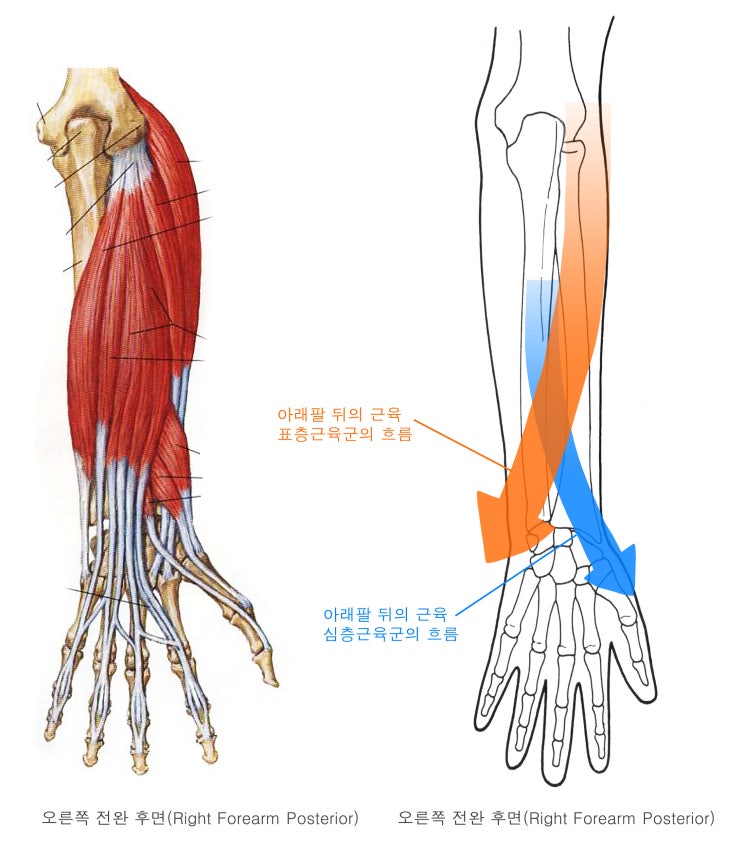 팔근육의 방향성에 대한 구조적 이해 네이버 블로그