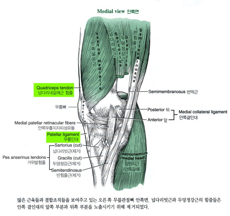 넙다리대퇴의 근육 3 Vastus Intermedius 중간넓은근 중간광근中間廣筋 네이버 블로그