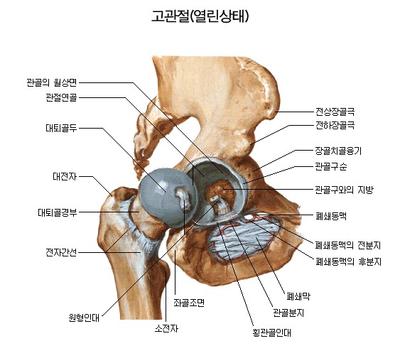 대퇴골 분쇄골절 후유장애진단 장해진단서 보상금 대퇴골 경부골절 합의금 보상 네이버 블로그