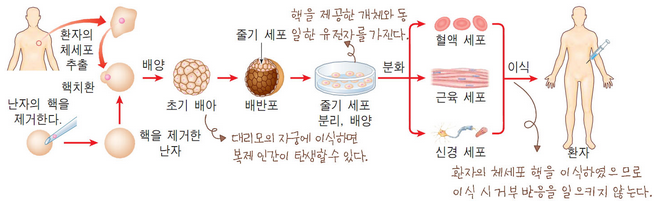 복제배아 줄기세포 수정배아 줄기세포 성체 줄기세포 역분화 줄기세포 네이버 블로그