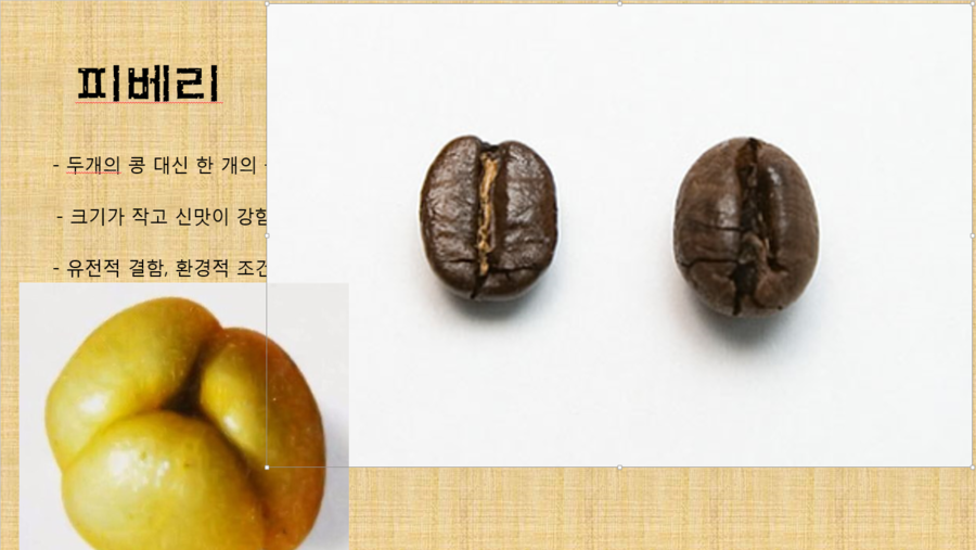 클레어 Ppt 1차 커피의기원과전파 커피식물학 네이버 블로그