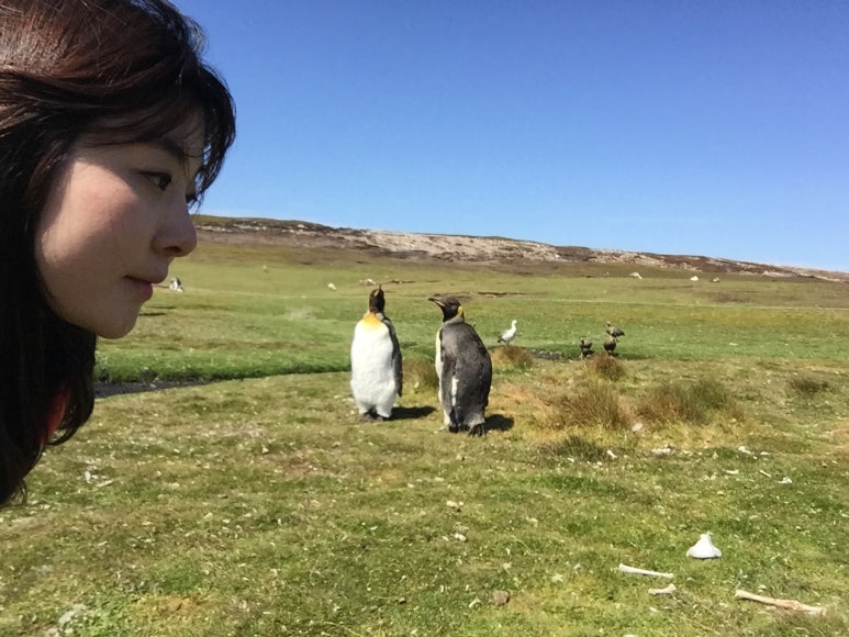 D8 116 포클랜드 제도 킹펭귄젠투펭귄 마젤란 펭귄 투어 네이버 블로그