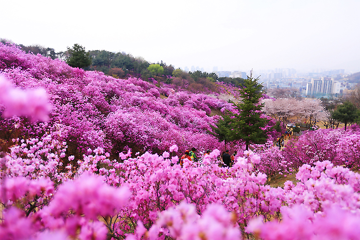 경기도 부천 원미산 진달래꽃동산에서 펼쳐지는 진달래꽃축제 네이버 블로그