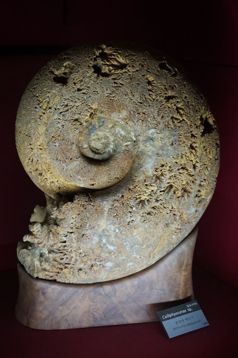 표준화석시상화석 And 전시물을 이용하여 표준화석 이해하기 네이버 블로그