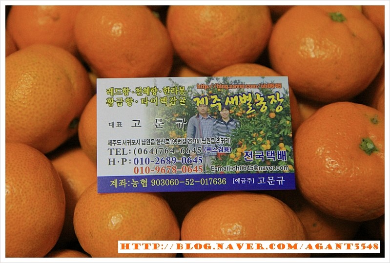 서귀포감귤 제주새별농장 제주타이벡감귤 네이버 블로그