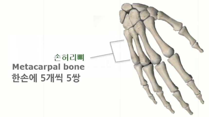 인체해부학 손목과 손뼈손허리뼈 손가락뼈 쉽게 파헤치기 네이버 블로그