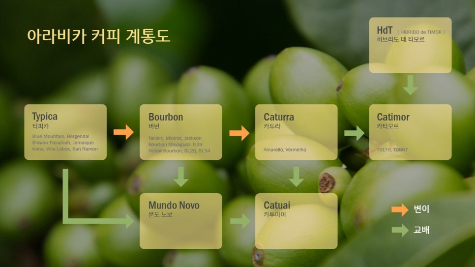 6 다양한 커피 품종 네이버 블로그