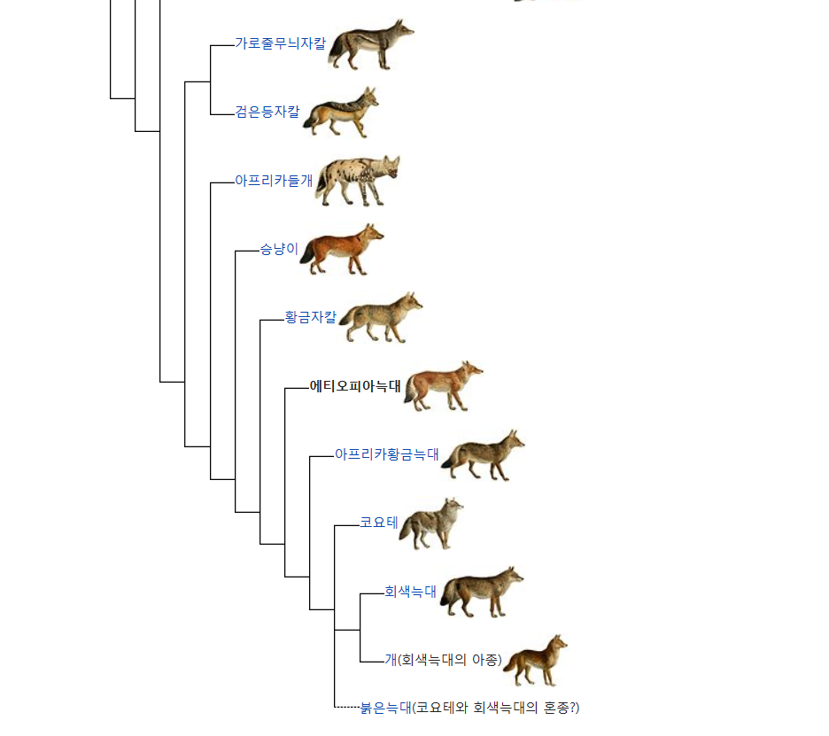 이리 늑대 승냥이 코요태 자칼차이점 네이버 블로그