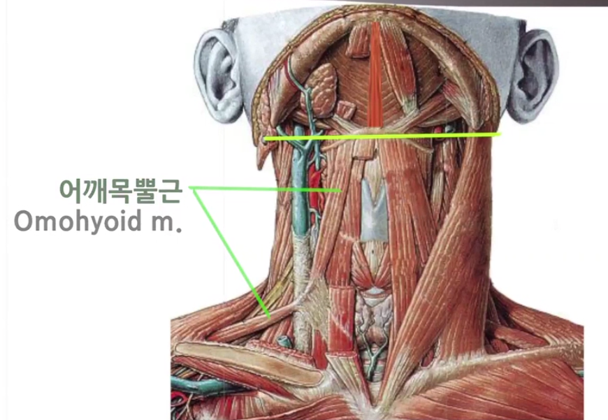 인체해부학 얼굴근육 표정근육저작근육 쉽게 파헤치기 네이버 블로그