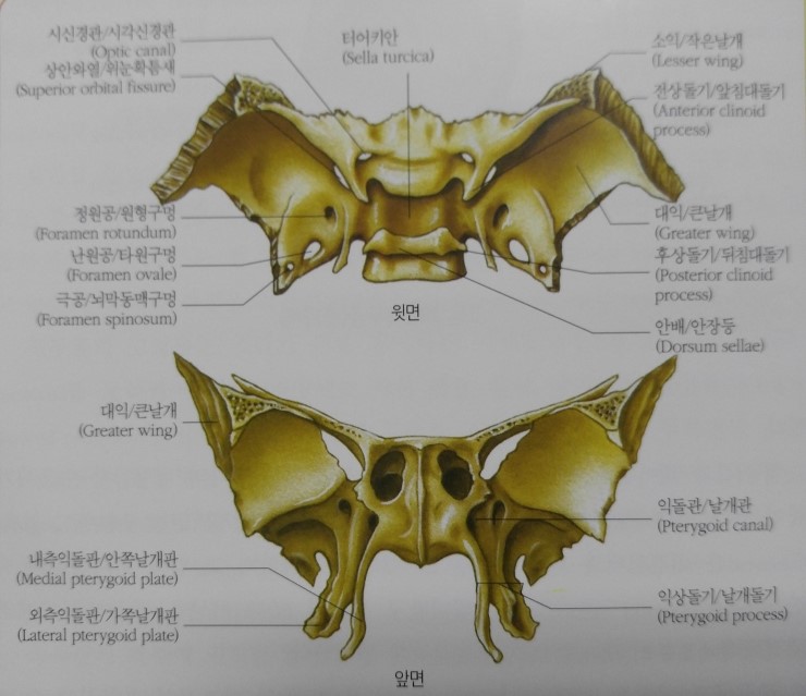 Sphenobasilar Symphysissbs 접형기저결합sbs의 중요성과 움직임 Part 1 접형골