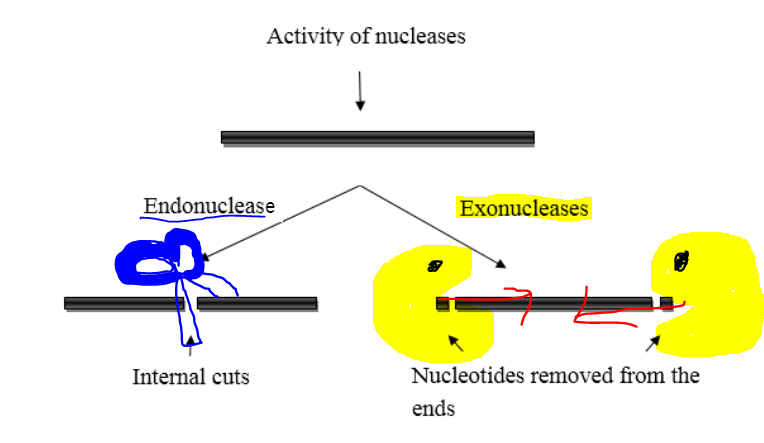 대학교 생화학실험 유전자 재조합dna Recombination제한효소restriction Enzyme수용성 세포