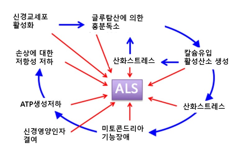 근위축성측색경화증als과 미토콘드리아와 Nmnnicotinamide Mononucleotide 네이버 블로그