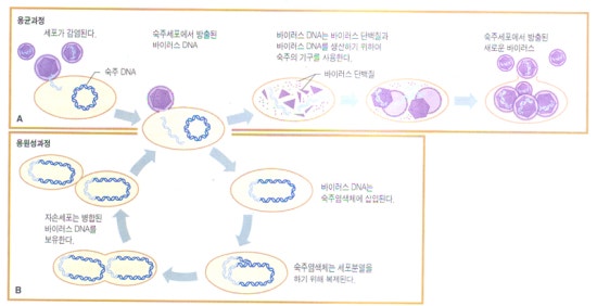 바이러스의 복제 네이버 블로그