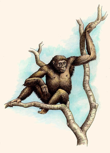 드리오피테쿠스(Dryopithecus) : 네이버 블로그