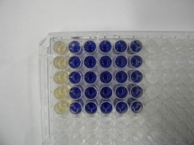 FRAP assay / Scavenging of DPPH radical : 네이버 블로그