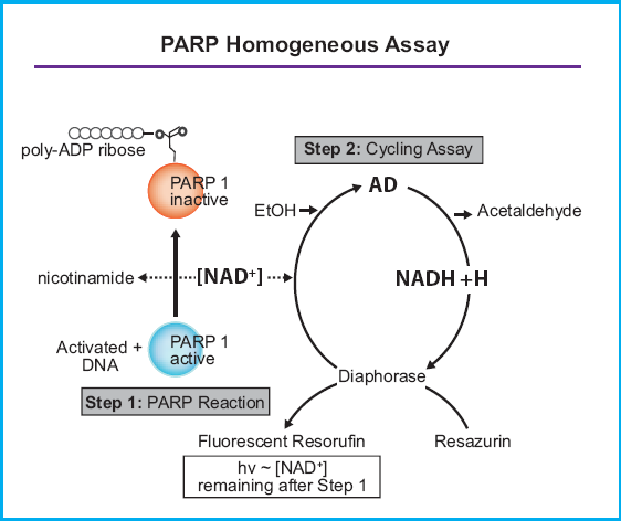 Homogeneous PARP Inhibition Assay | 연구용제품 > Bio마켓 | BRIC