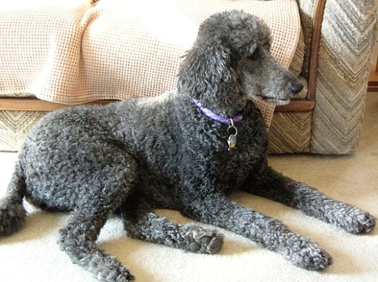 푸들종류 [강아지 상식] : 네이버 블로그