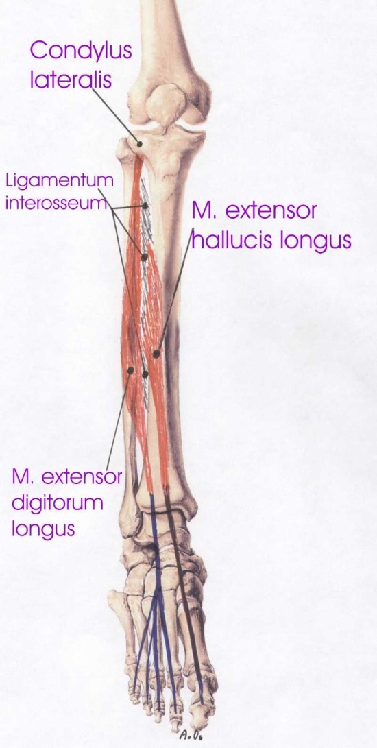 해부학-Extensor hallucis longus-장무지신근 : 네이버 블로그