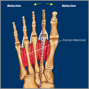해부학-dorsal interossei 배측골간근 : 네이버 블로그