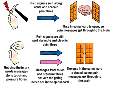 관문조절설(gate control theory)? 한방재활의학과전문의 박현건(경희함박한의원) : 네이버 블로그