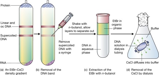 생명공학3 - 살아있는 세포에서 DNA 정제 : 네이버 블로그