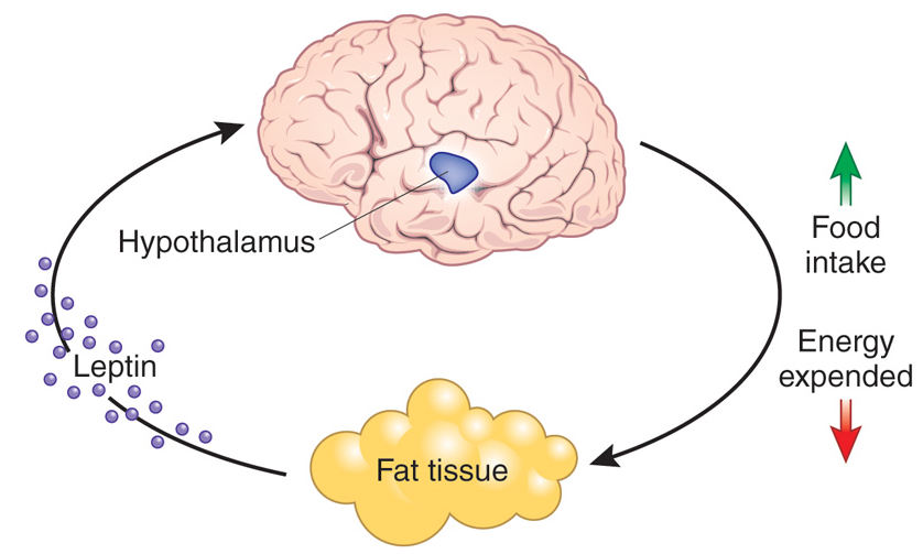 식욕을 조절하는 렙틴 호르몬! 다이어트와 렙틴호르몬의 관계란? : 네이버 블로그