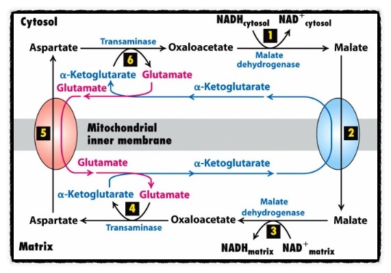 Fileglycerol3phosphate Shuttlejpg Wikipedia Fiskerton, Lincolnshire