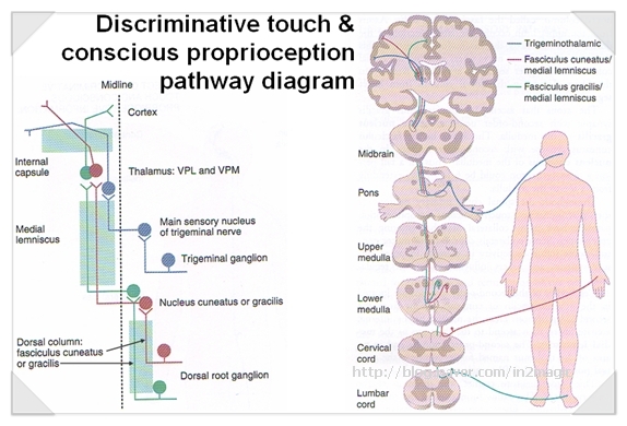 Somatosensory system : 네이버 블로그