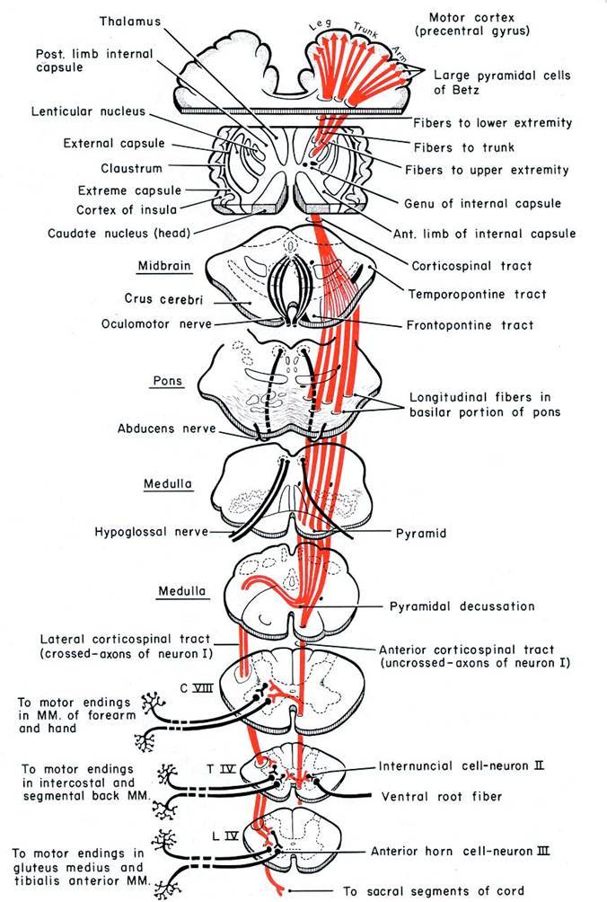 lateral corticospinal tract (pyramidal tract) : 네이버 블로그